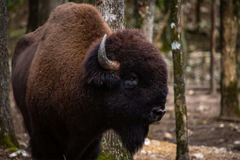 Bison – Beavers Bend Safari Park