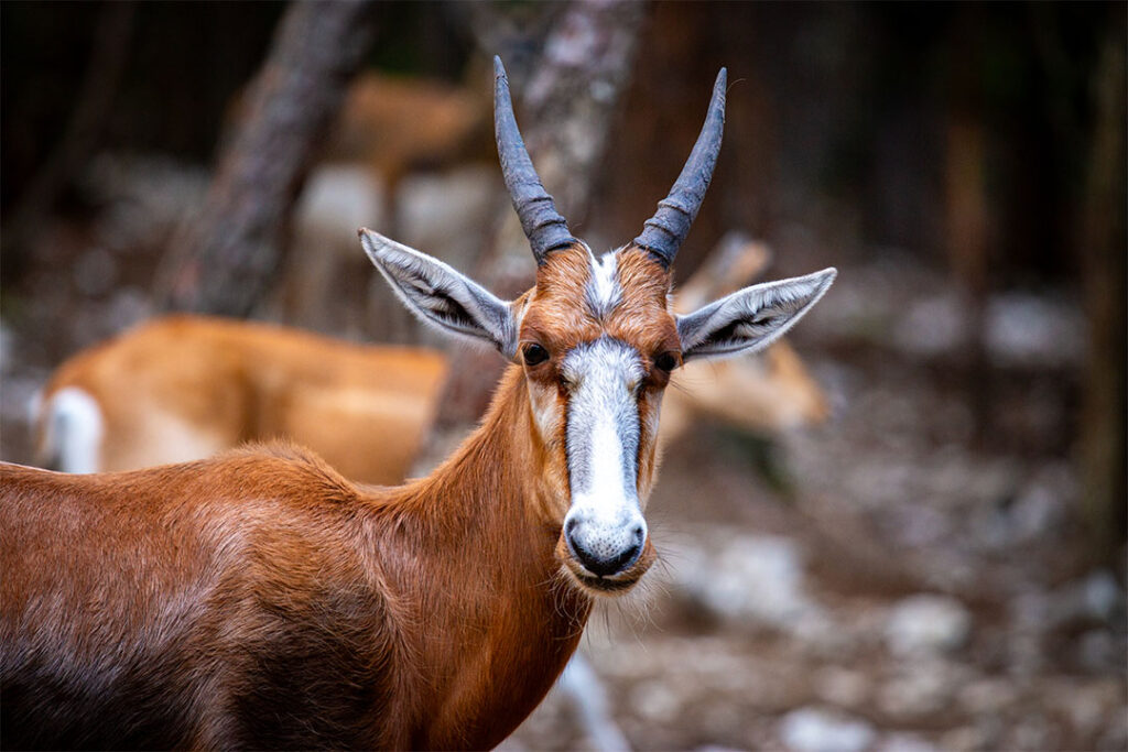 Blesbok – Beavers Bend Safari Park