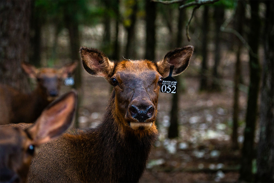Elk – Beavers Bend Safari Park