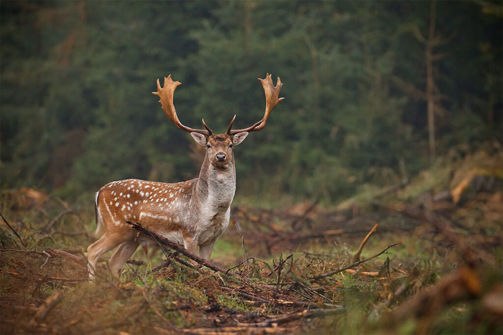 Fallow Deer – Beavers Bend Safari Park
