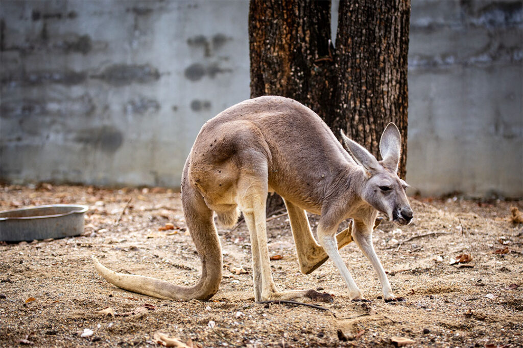 Kangaroo – Beavers Bend Safari Park