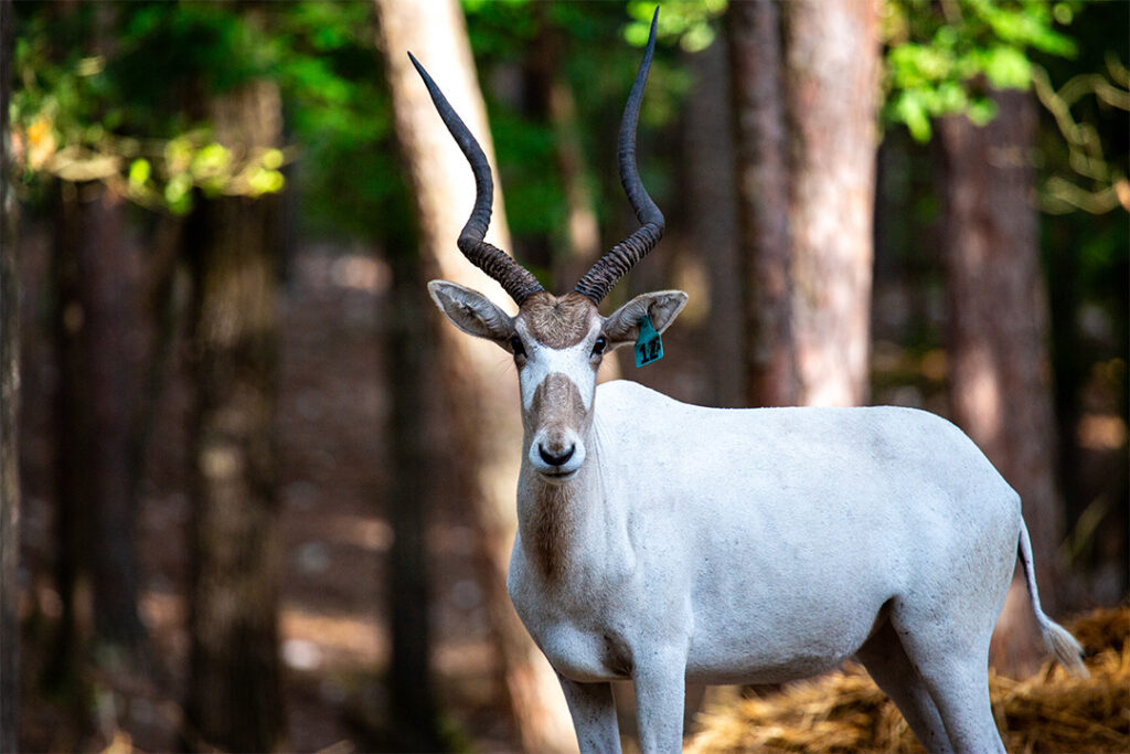 Scimitar Horned Oryx – Beavers Bend Safari Park