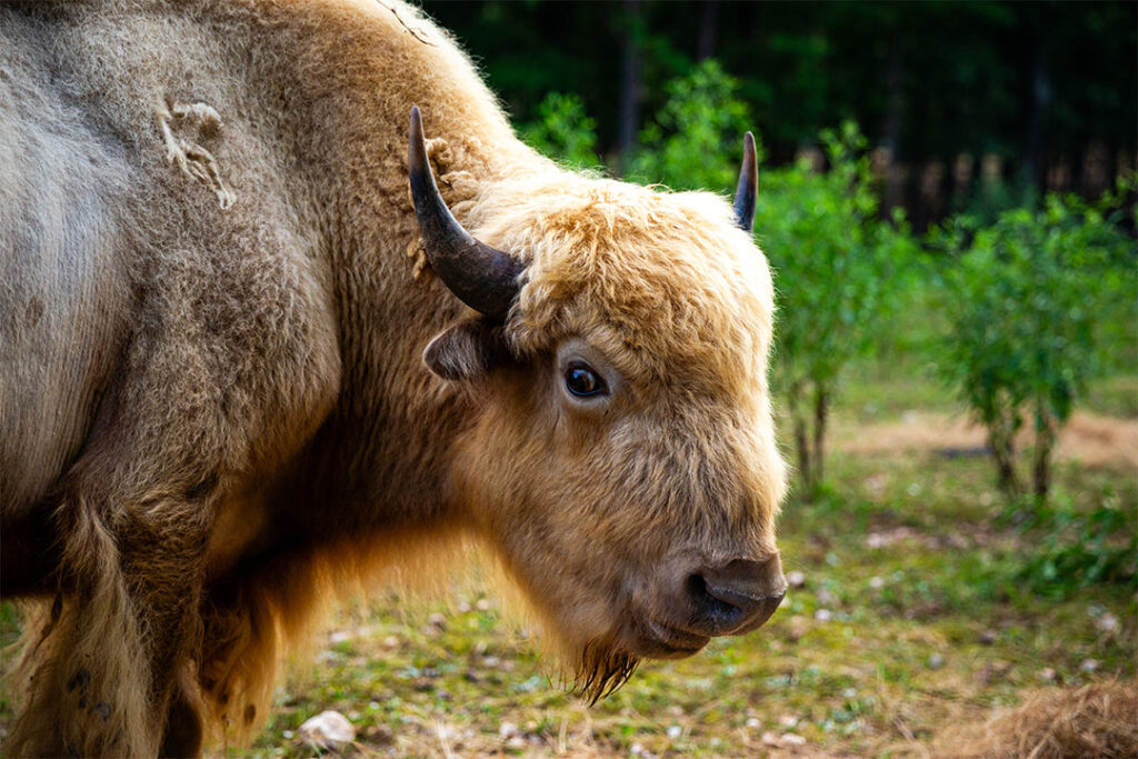 White Bison – Beavers Bend Safari Park