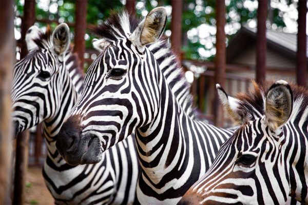 Zebra – Beavers Bend Safari Park