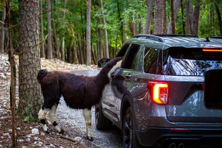 About Us – Beavers Bend Safari Park