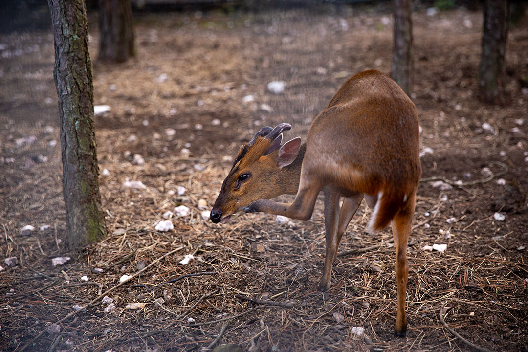 Muntjac – Beavers Bend Safari Park