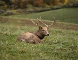 Pere David Deer – Beavers Bend Safari Park