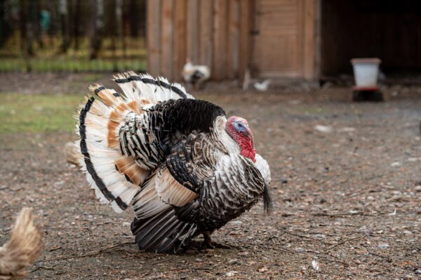 Turkeys – Beavers Bend Safari Park