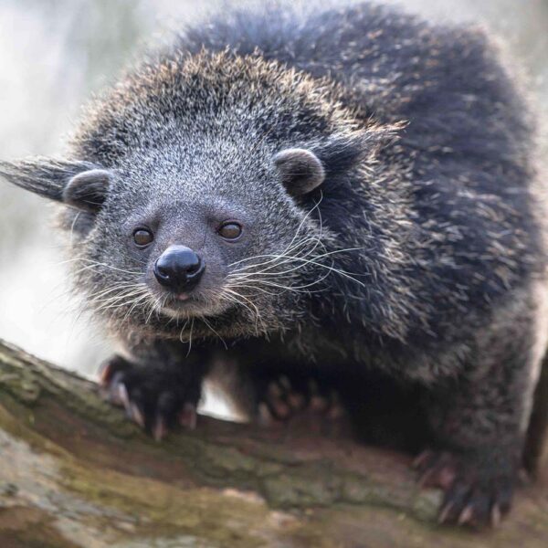 Meet the Animals – Beavers Bend Safari Park