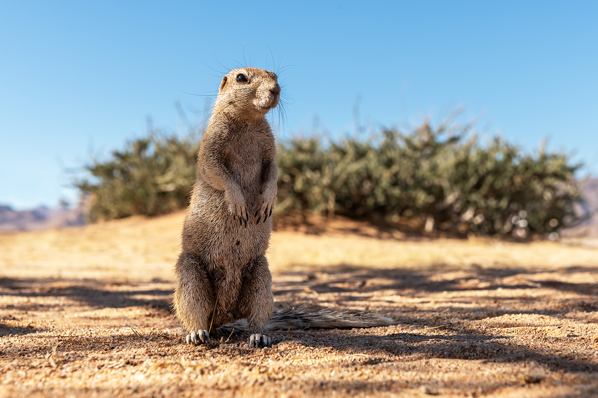 Prairie Dog – Beavers Bend Safari Park