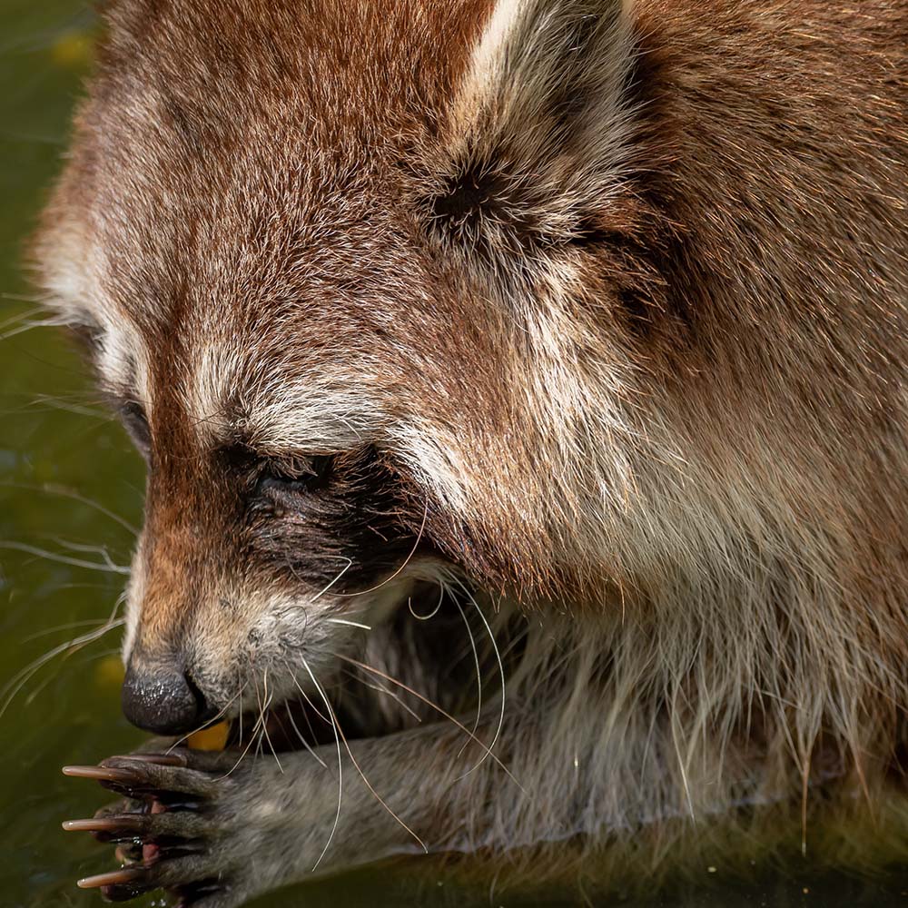 Raccoon (Cinnamon Variation) – Beavers Bend Safari Park