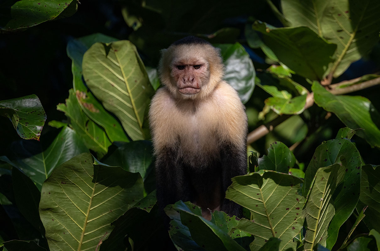White-Headed Capuchin – Beavers Bend Safari Park