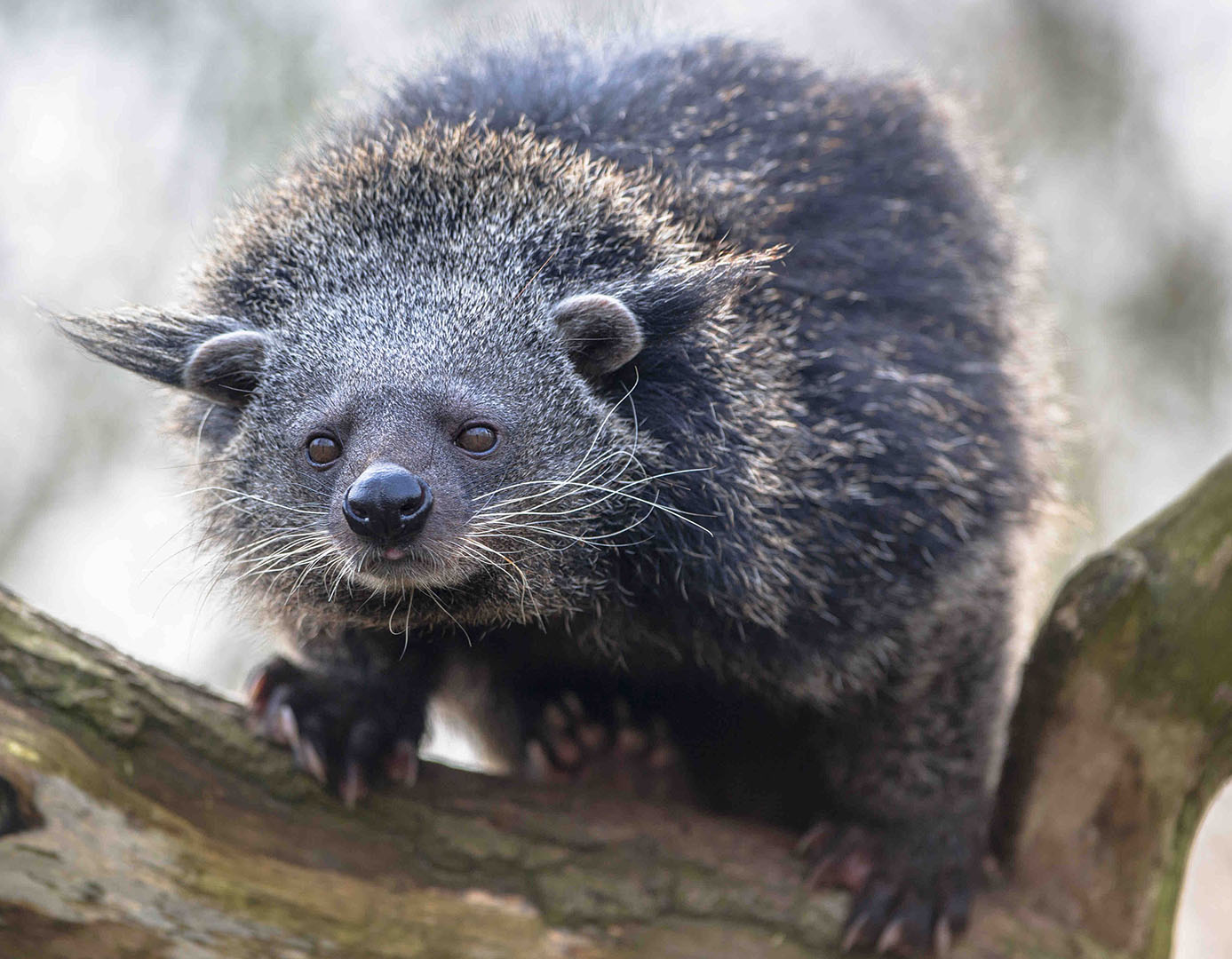Binturong (Bearcat) – Beavers Bend Safari Park
